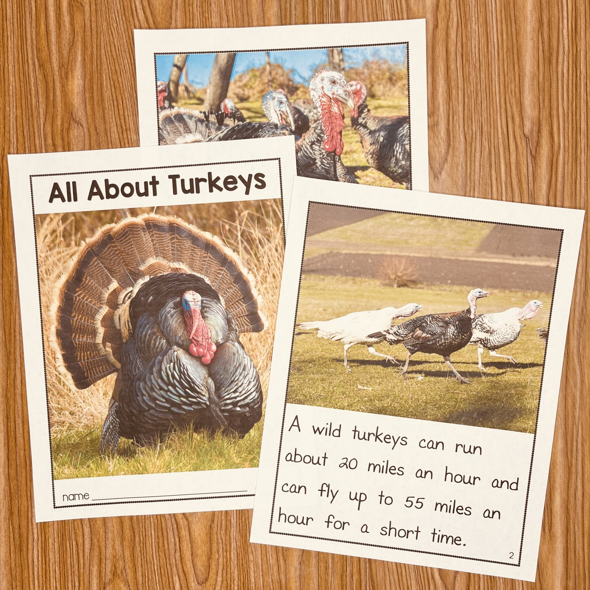 Turkey Nonfiction Reader - Simply Kinder + Printable Membership