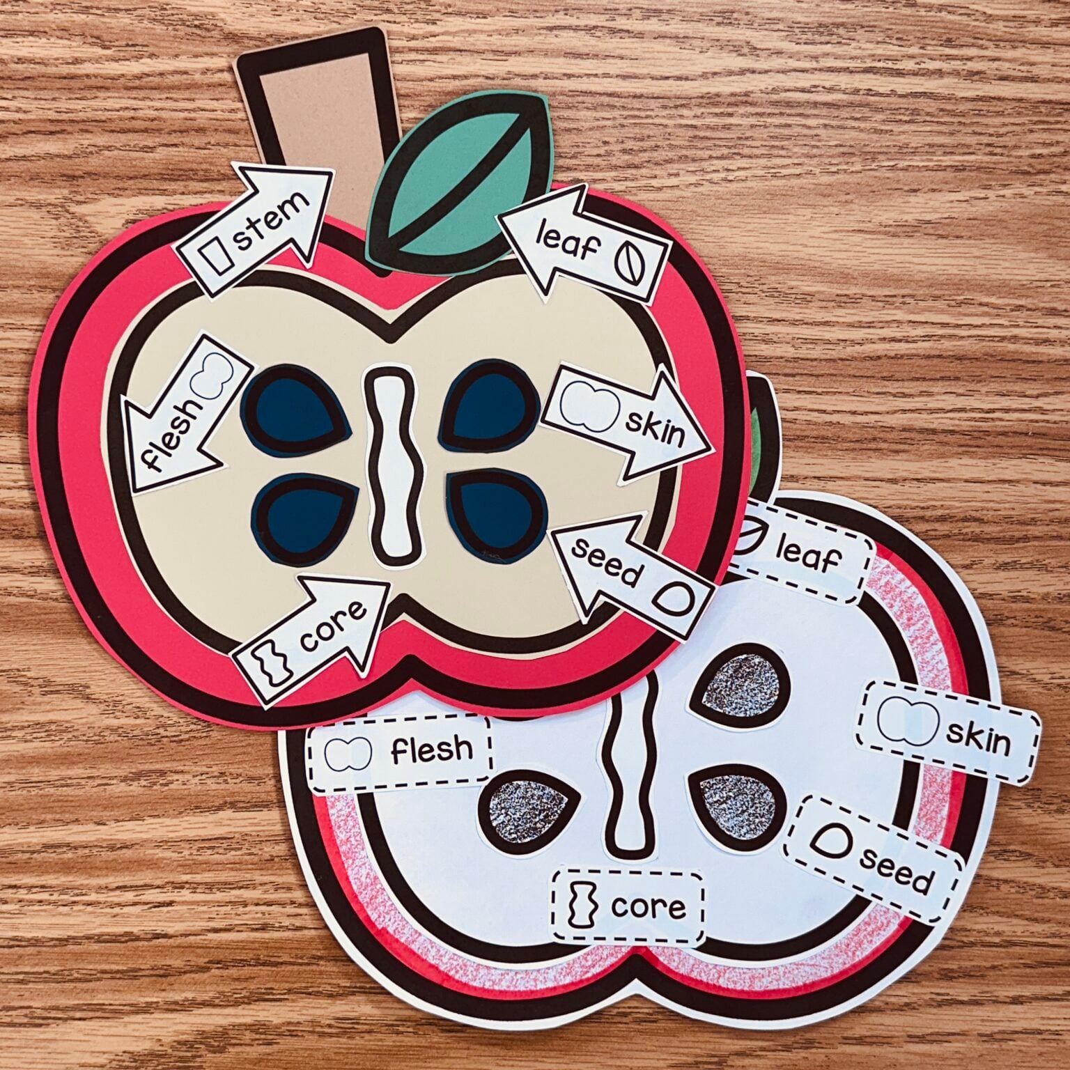 Parts of the Apple Craft - Simply Kinder + Printable Membership