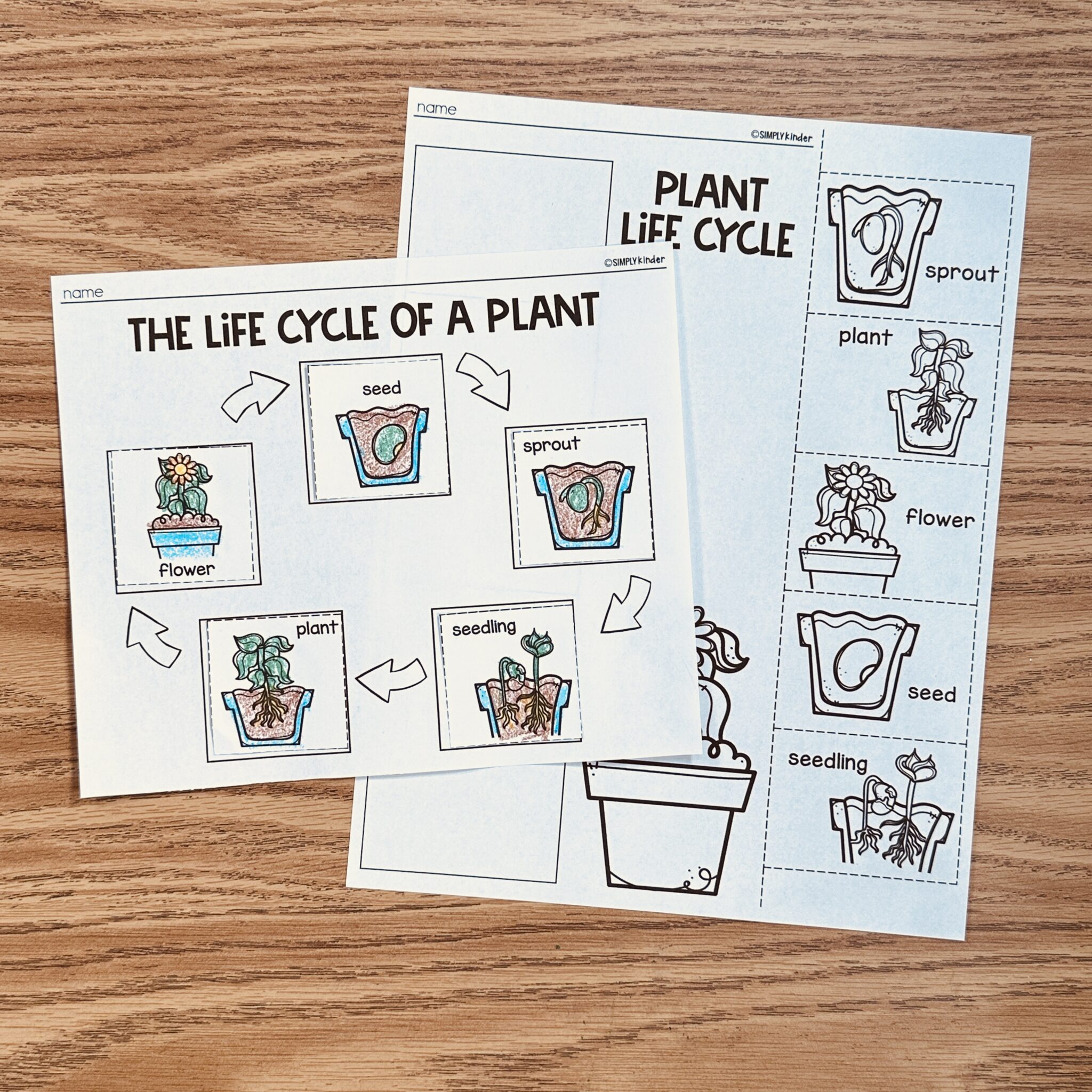 Plant Life Cycle Worksheets - Simply Kinder + Printable Membership