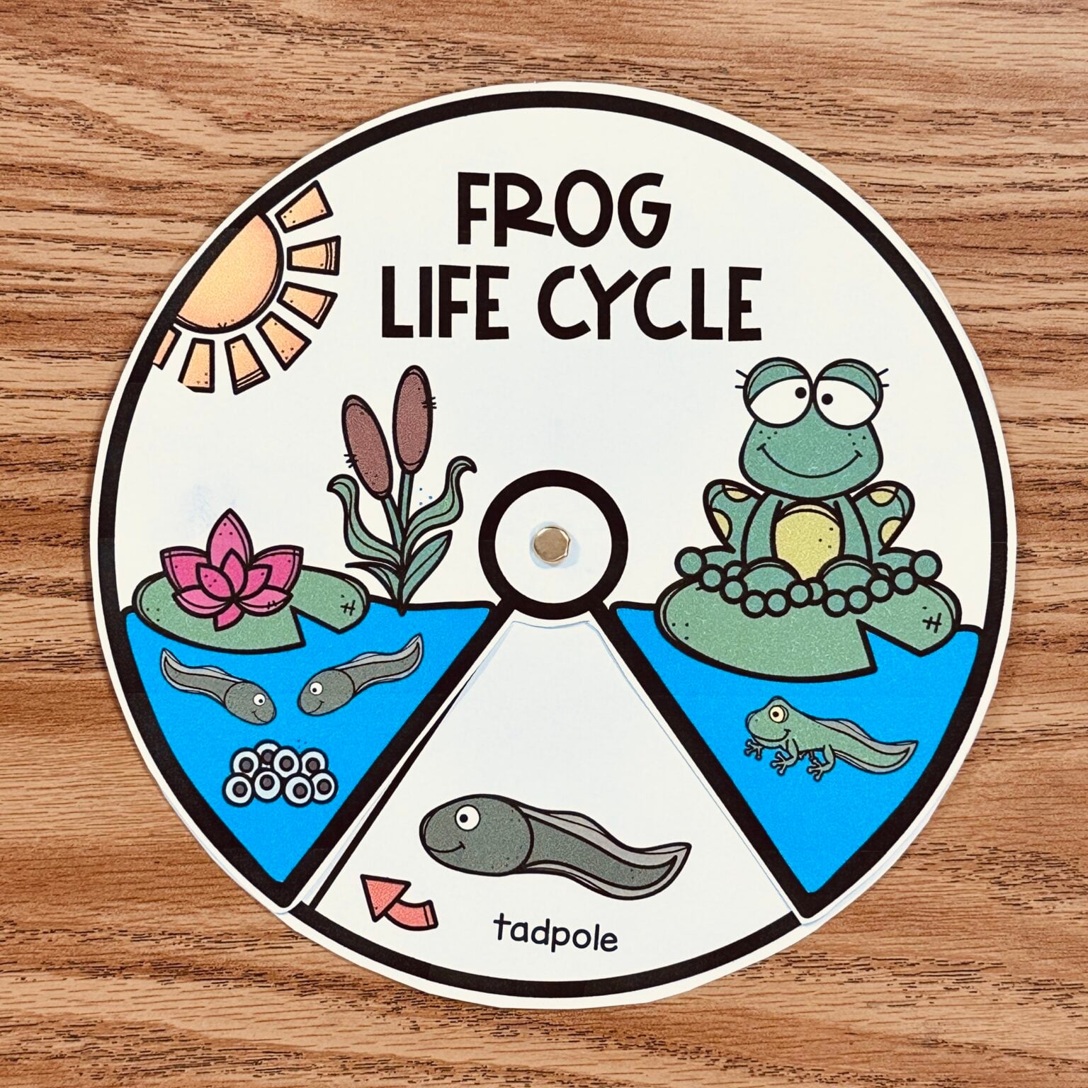 Frog Life Cycle Spinner - Simply Kinder + Printable Membership
