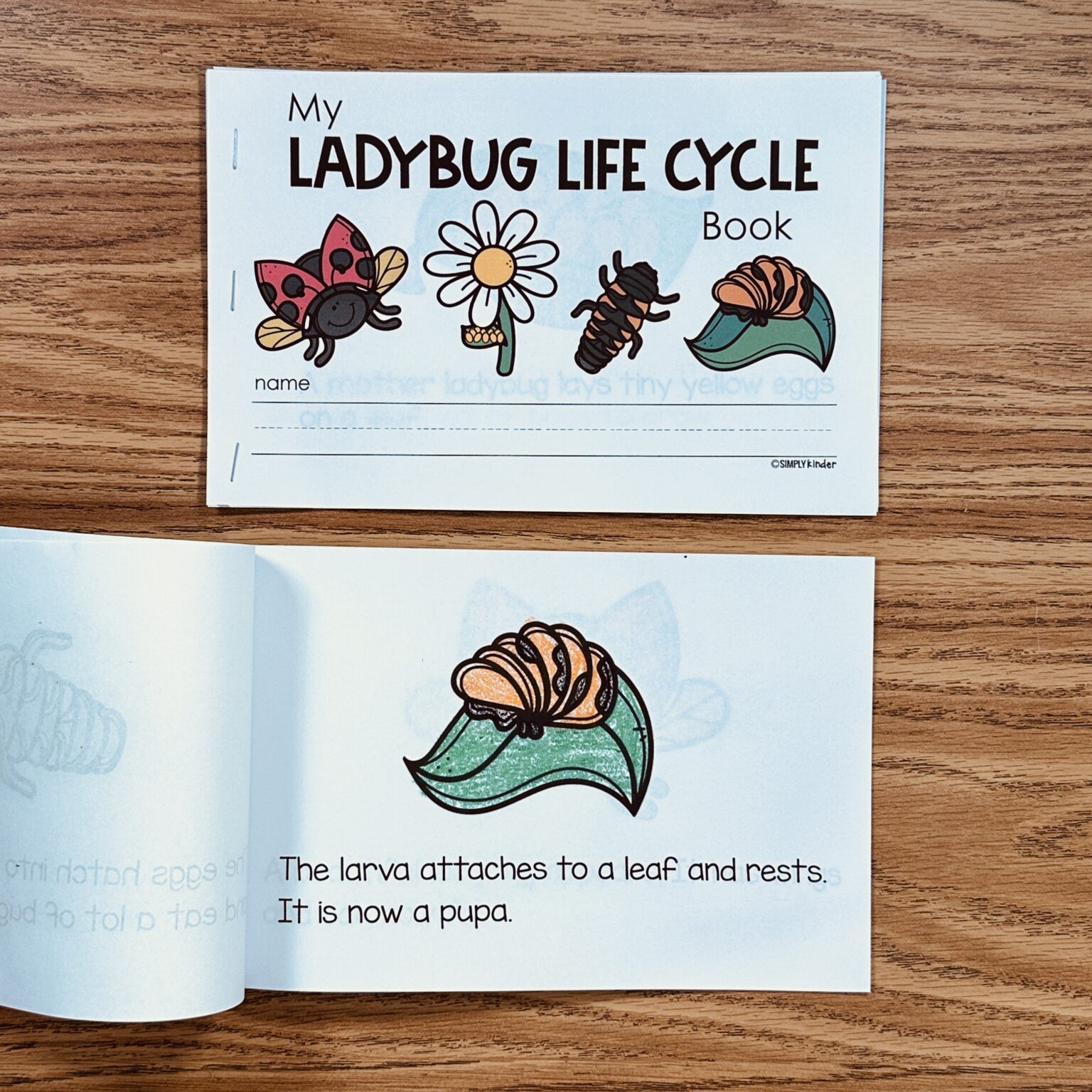 Ladybug Life Cycle Book - Simply Kinder + Printable Membership