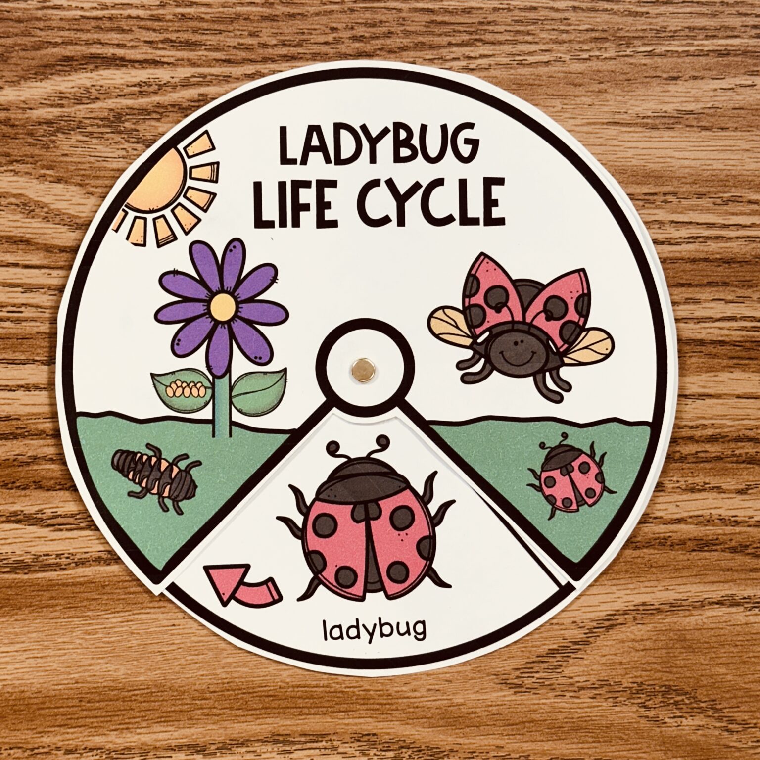 Ladybug Life Cycle Spinner - Simply Kinder + Printable Membership