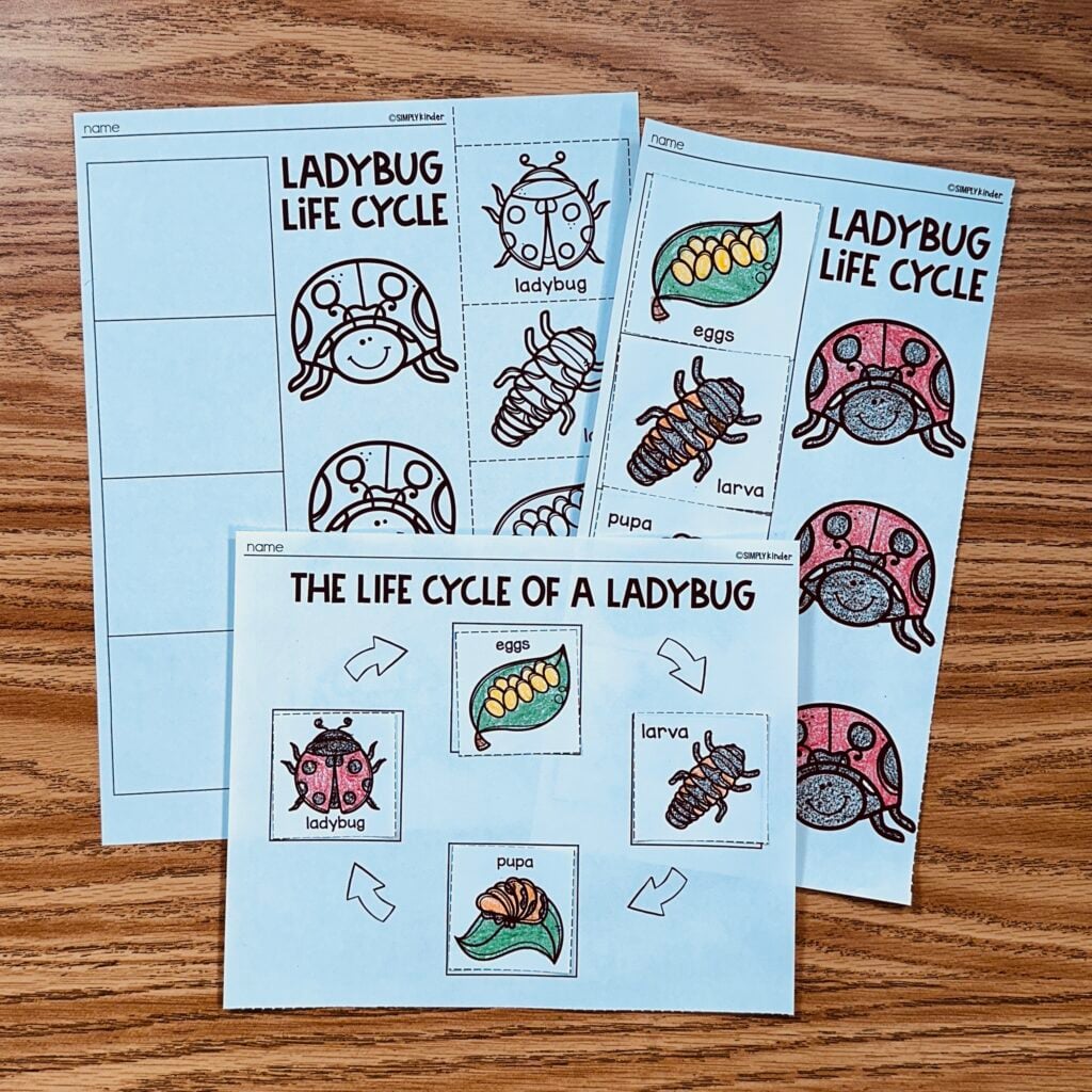 Ladybug Life Cycle Worksheets - Simply Kinder + Printable Membership