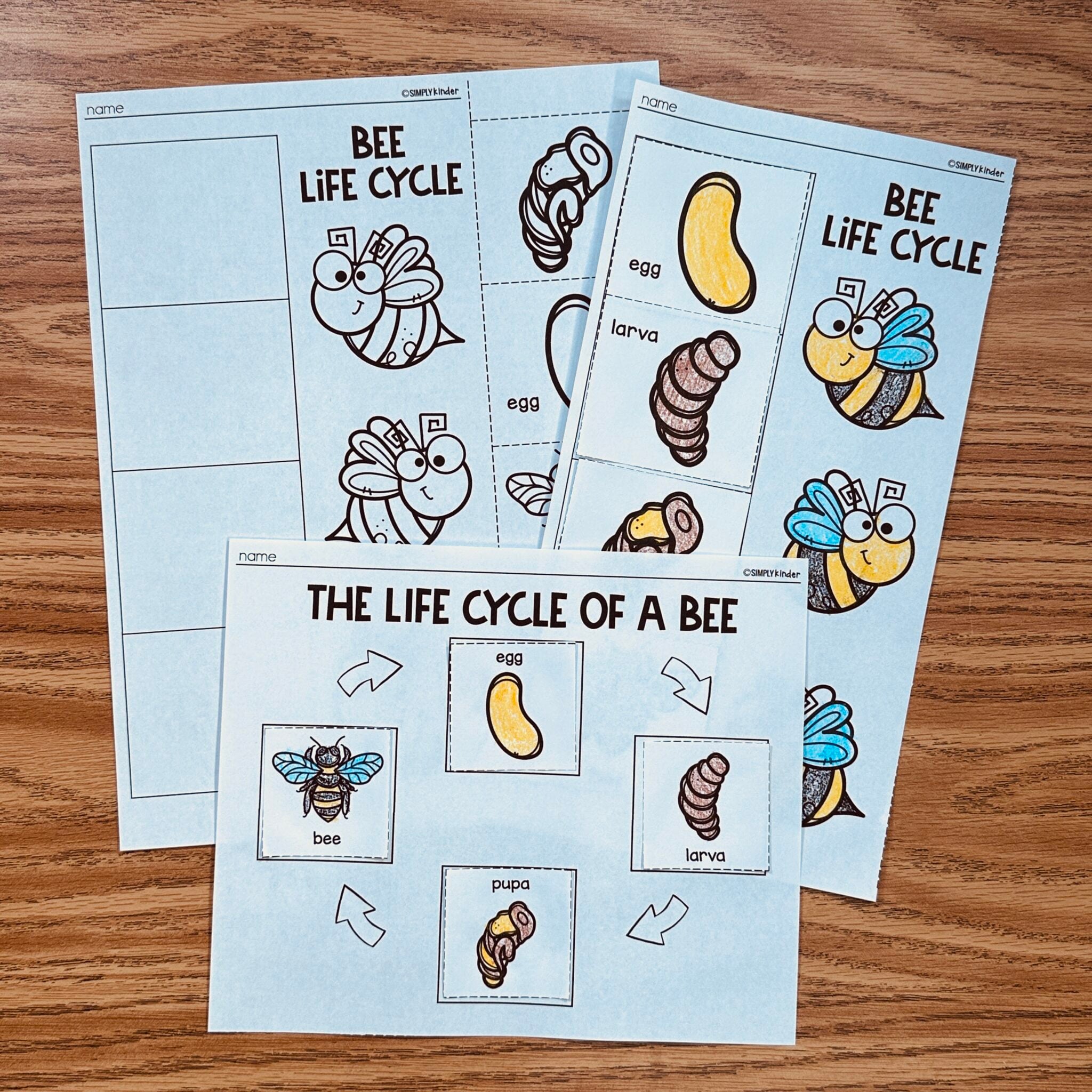 Bee Life Cycle Worksheets - Simply Kinder + Printable Membership