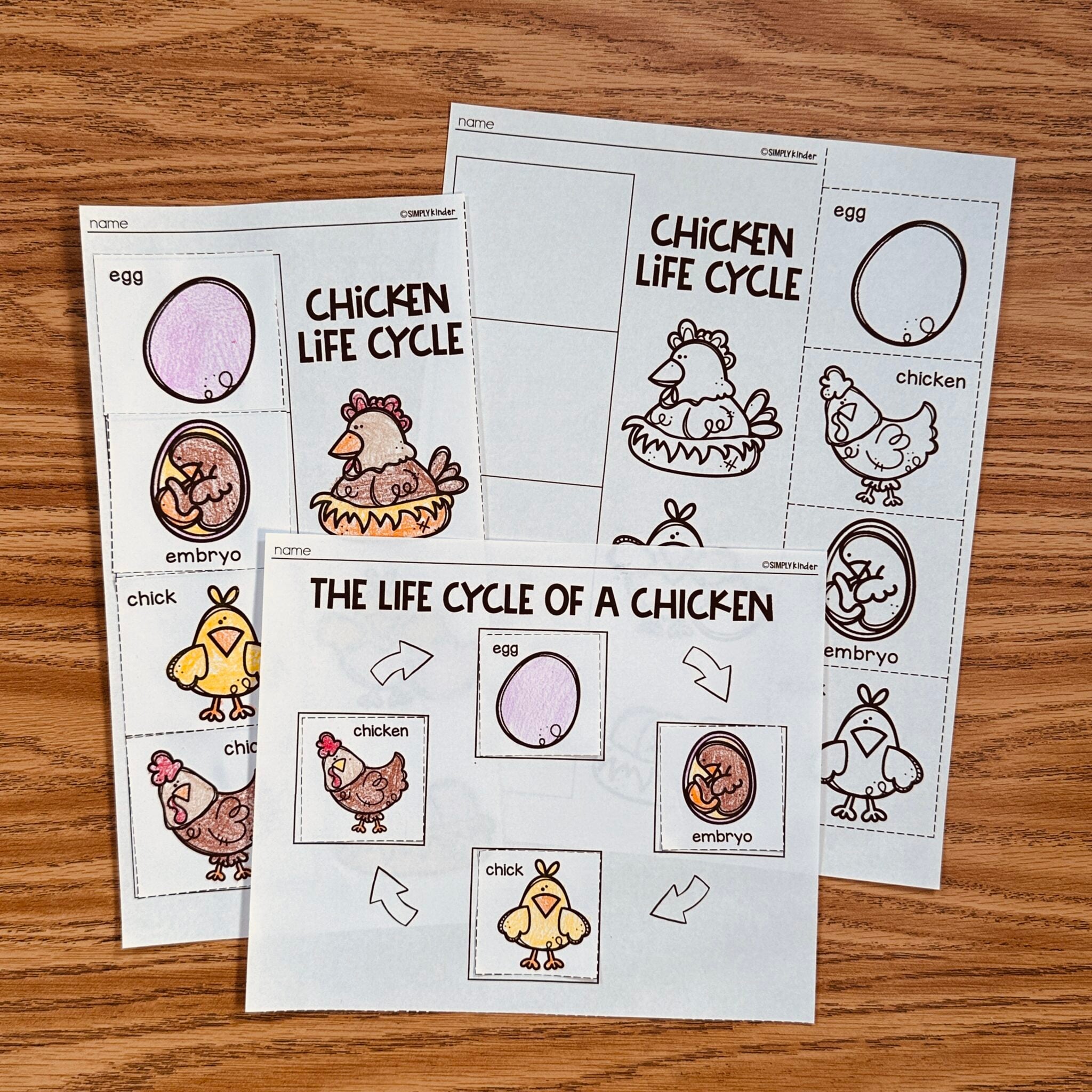 Chicken Life Cycle Worksheets - Simply Kinder + Printable Membership
